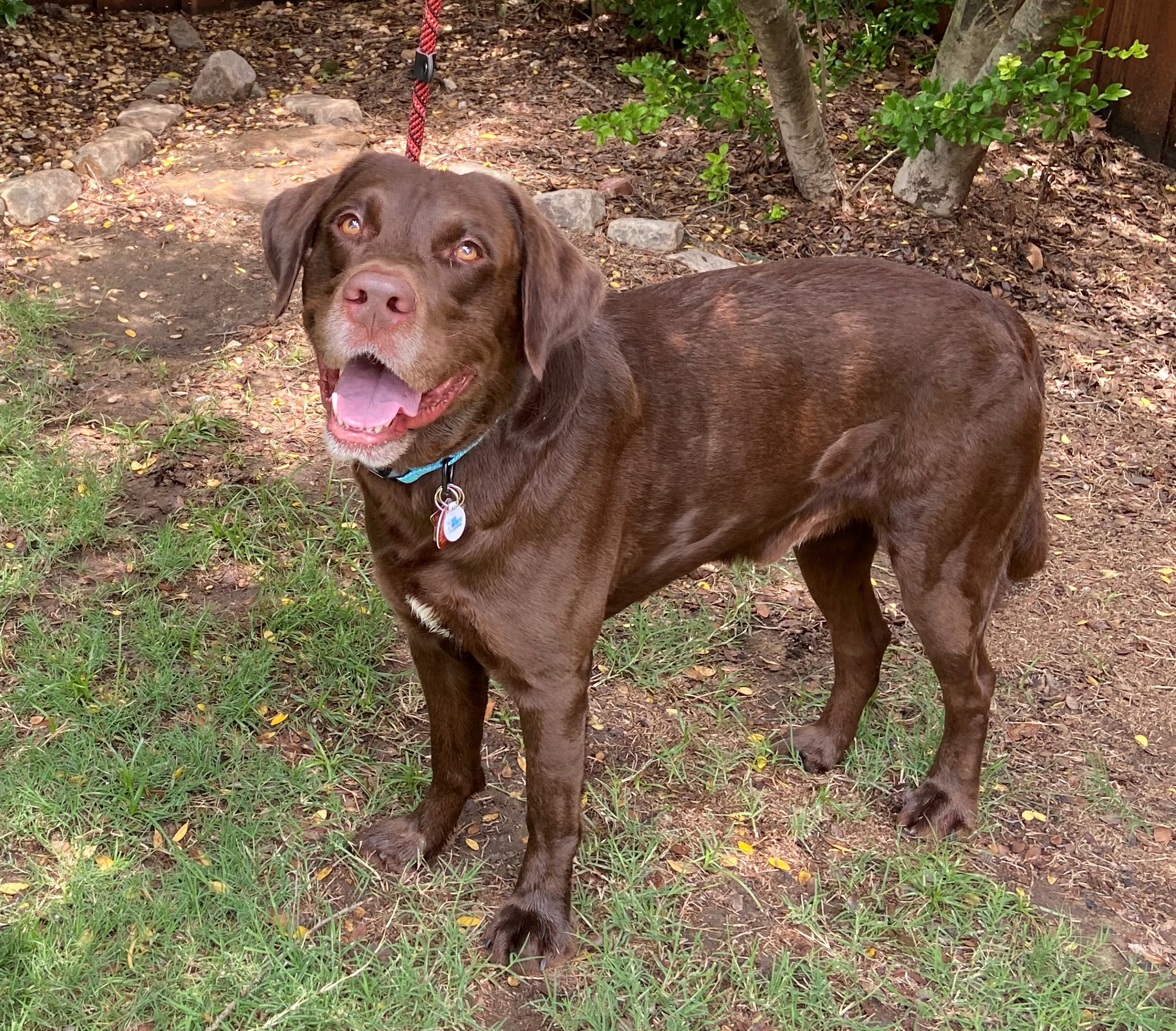 Lone Star Labrador Retriever Rescue